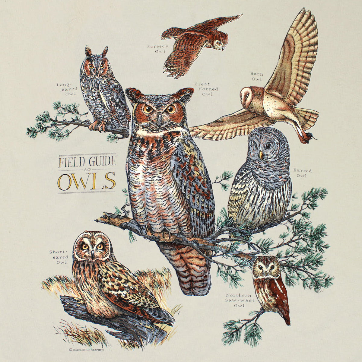 Field Guide To Owls Adult Stone T-shirt – Liberty Graphics